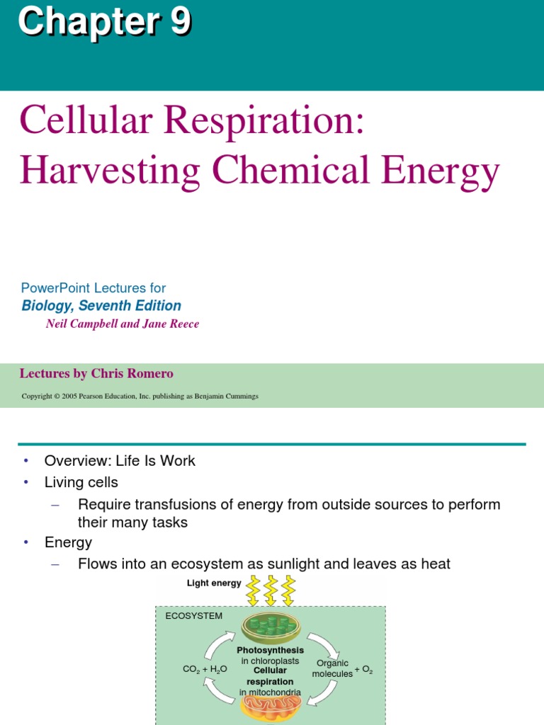 Cellular Respiration: Harvesting Chemical Energy: Powerpoint Lectures ...
