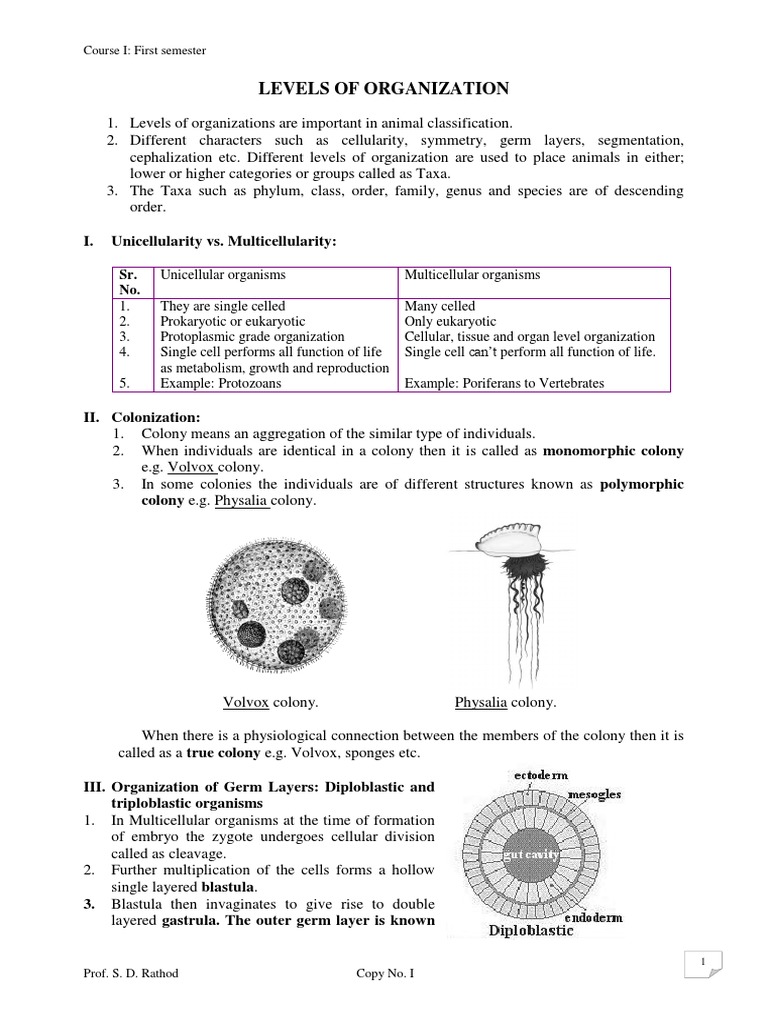 Levels of Organization in Animals | PDF | Zoology | Biology