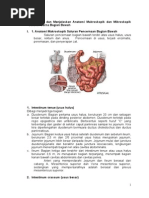 Anatomi Usus Halus dan Usus Besar | PDF
