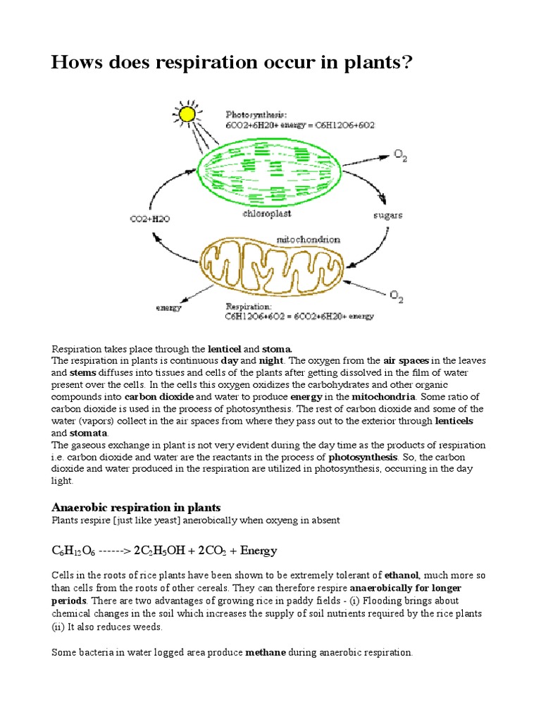 Hows Does Respiration Occur in Plants? | PDF