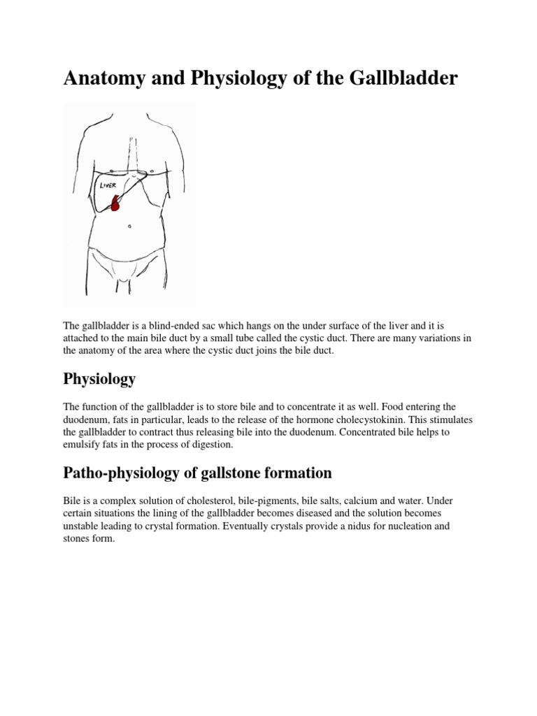 Gallbladder Anatomy and Physiology | PDF