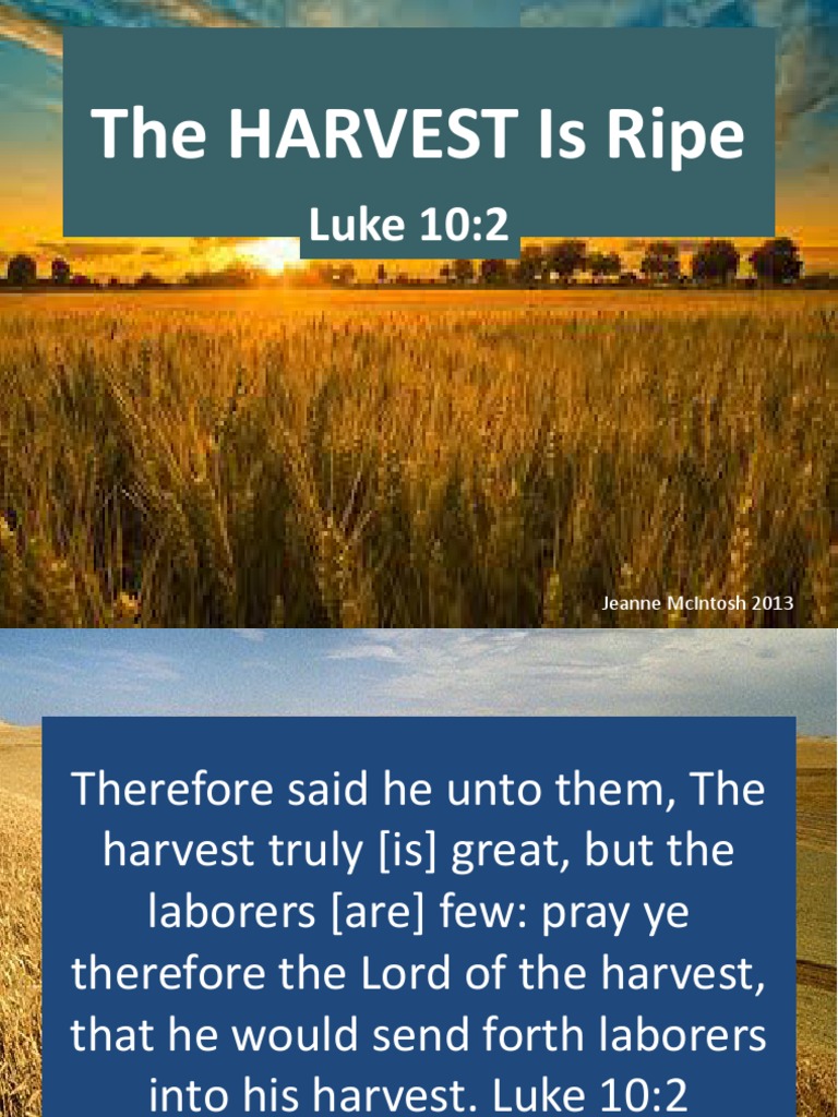 Sermon: The Harvest is Ripe