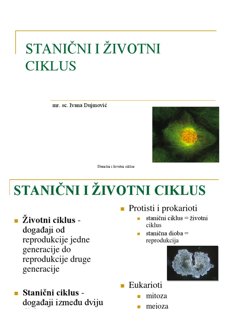 Stanicni I Zivotni Ciklus | PDF