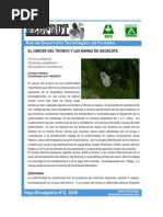Manual para El Establecimiento de Una Huerta de Aguacate | PDF | Aguacate | Fertilizante