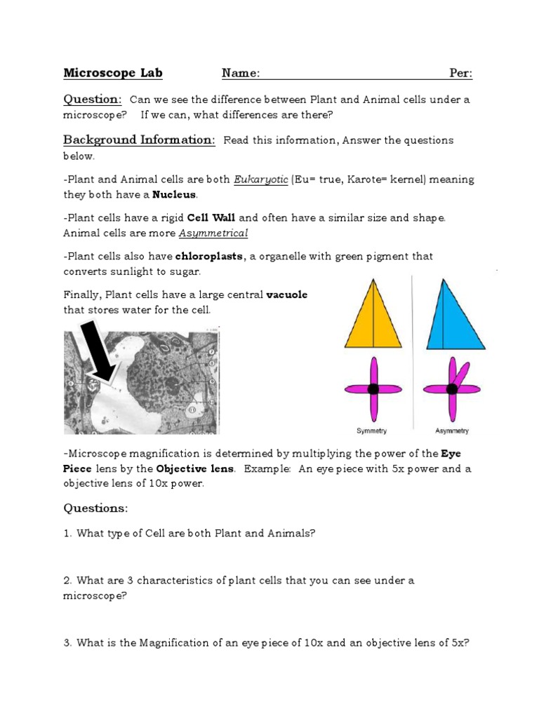 Microscope Lab | PDF | Cell (Biology) | Eukaryotes