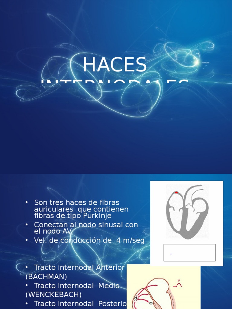 Haces Internodales del Corazón | PDF