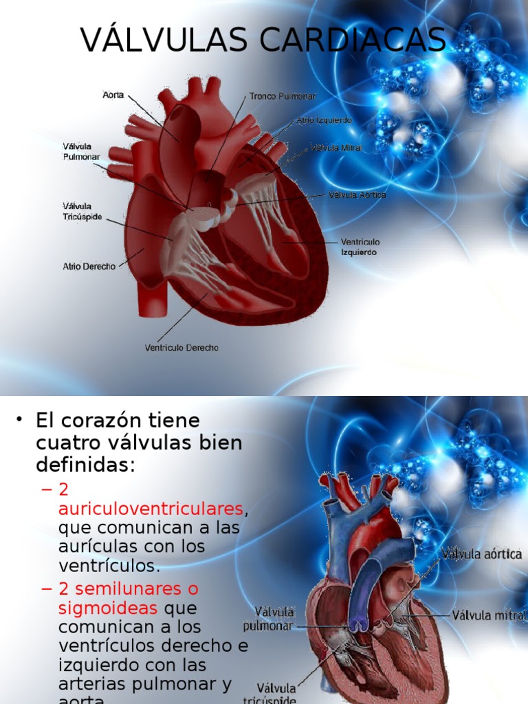 Anatomía y Función de Válvulas Cardiacas | PDF | Ventrículo (corazón ...