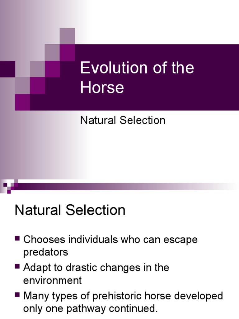1-Evolution of The Horse | Download Free PDF | Horses | Equus (Genus)