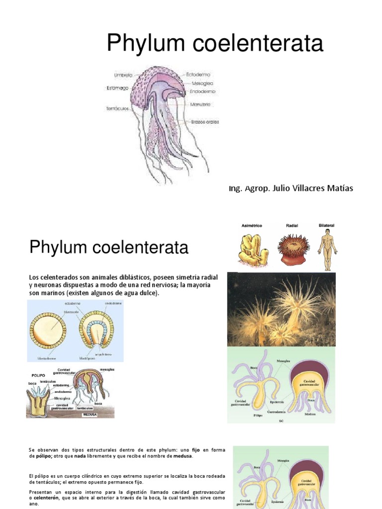 Phylum Coelenterata | Taxonomía Animal | Zoología