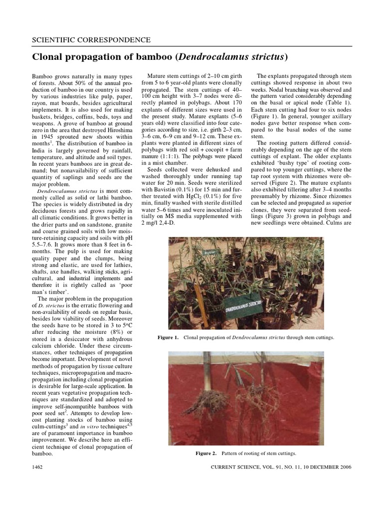 Clonal Propagation of Dendrocalamus Strictus | PDF | Bamboo | Botany