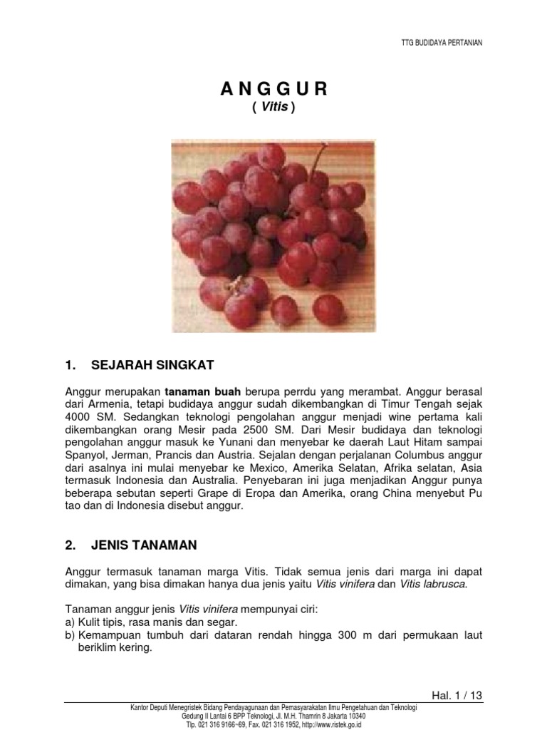 ANGGUR | PDF
