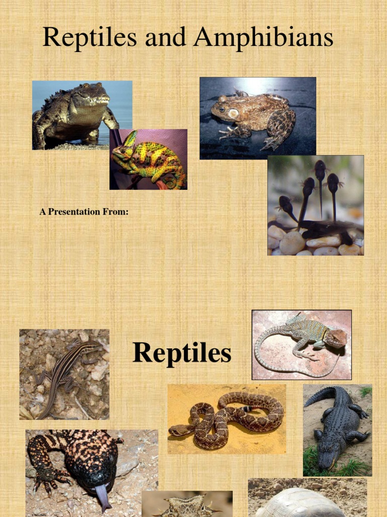 Overview of Reptiles and Amphibians | PDF | Amphibian | Reptile