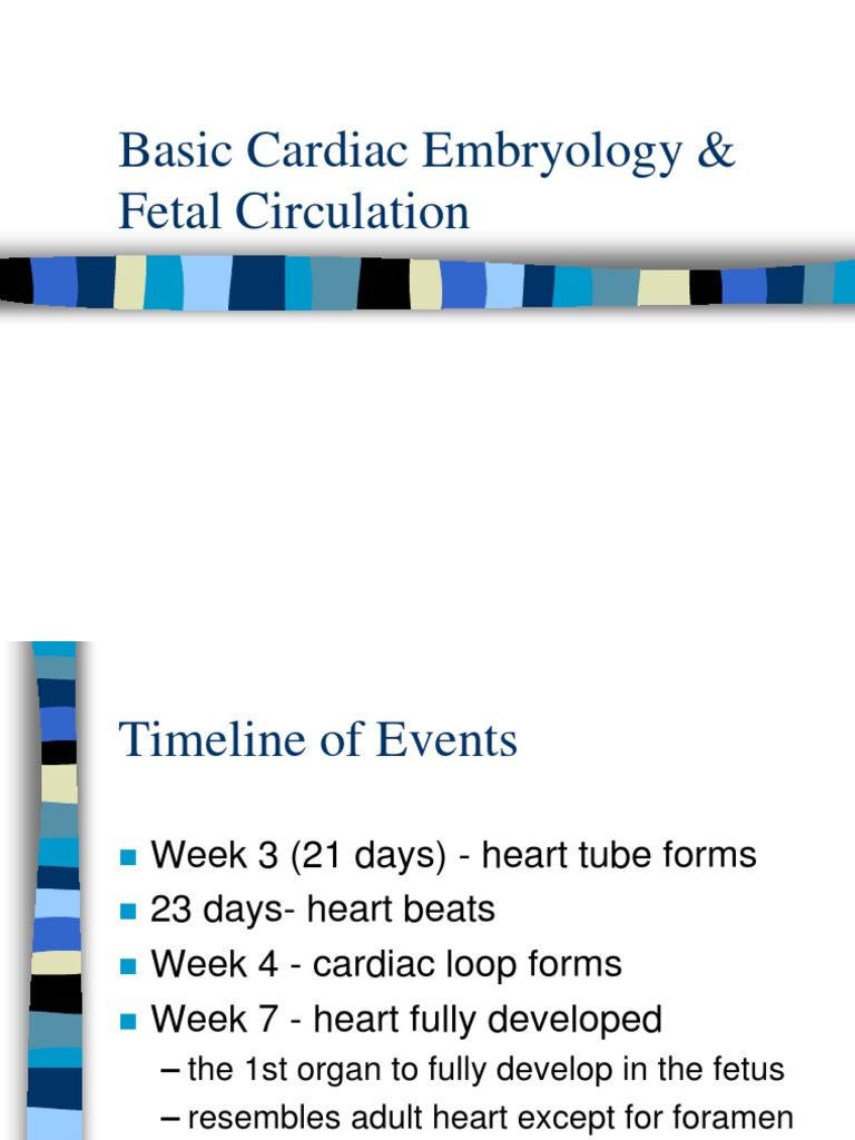 Cardiac Embryology 1 | PDF | Heart | Heart Valve