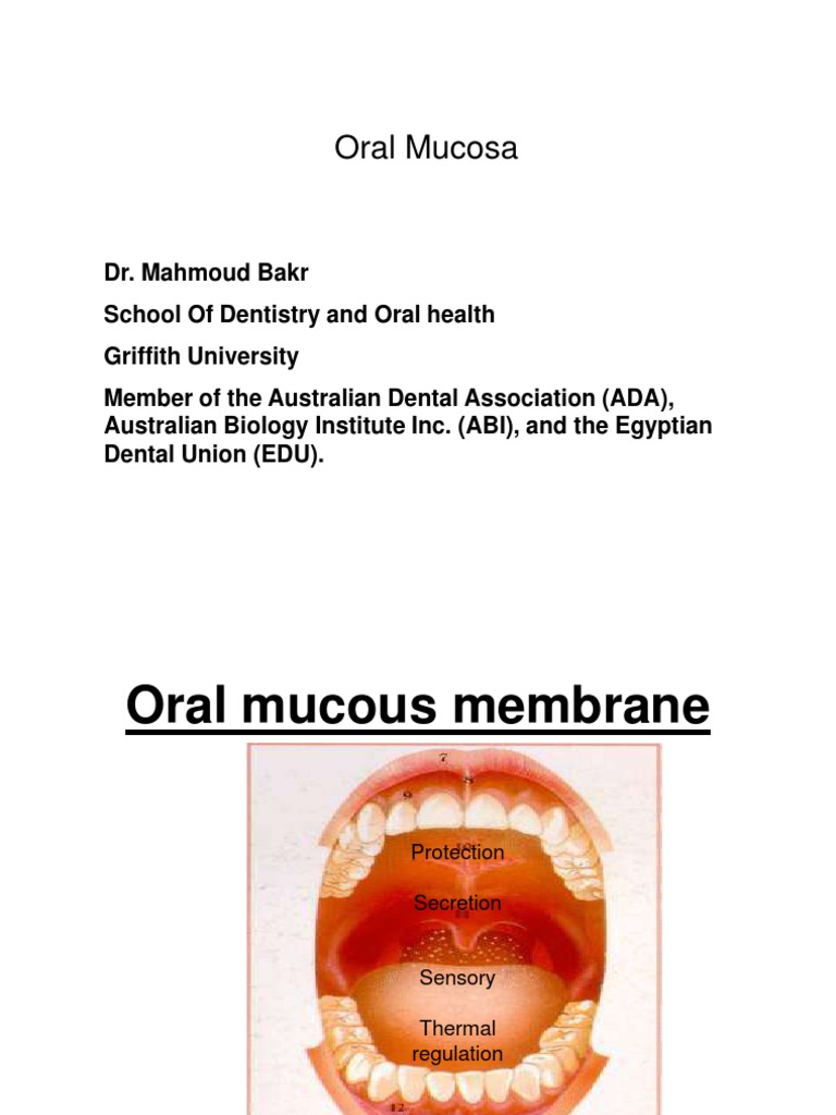 8 - Oral Mucosa (Practical) | PDF | Mouth | Anatomy