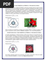 Simetría de Flores: Zigomorfas y Actinomorfas | PDF | Flores ...