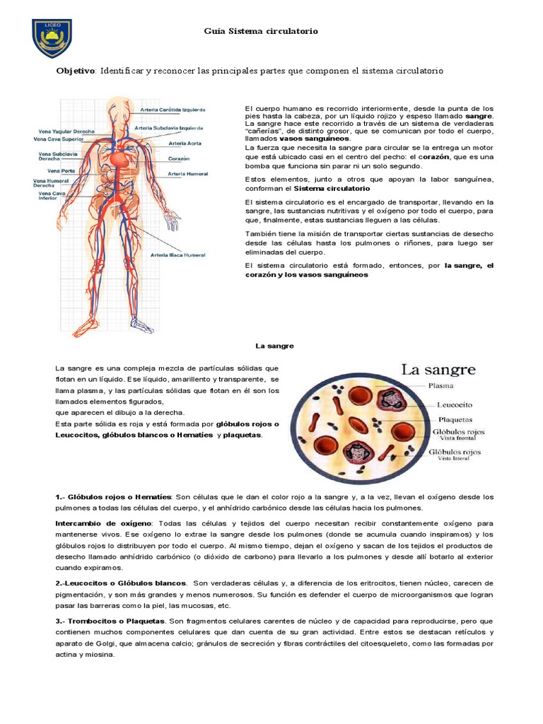 92402545 Guia Sistema Circulatorio 1 | Sangre | Sistema circulatorio