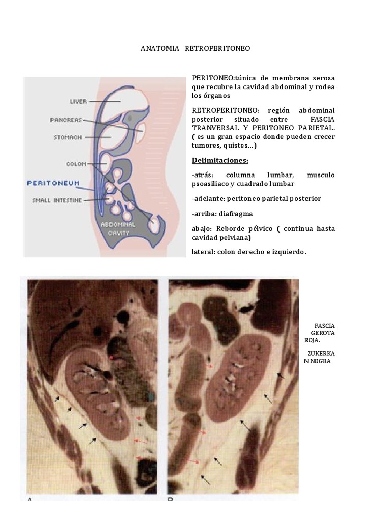 Anatomía del Retroperitoneo y Espacios | PDF | Ciencias sociales ...
