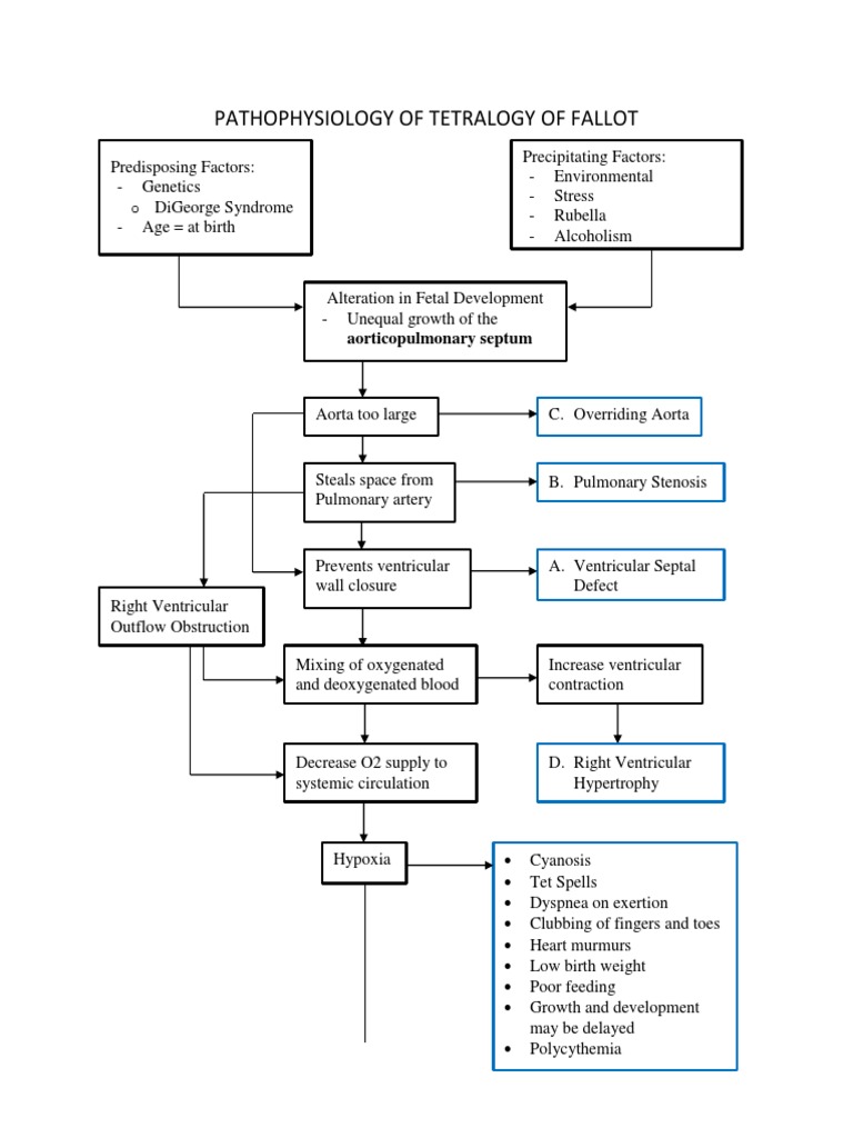 Tetralogy of Fallot Pathophysiology Overview | PDF | Angiology ...
