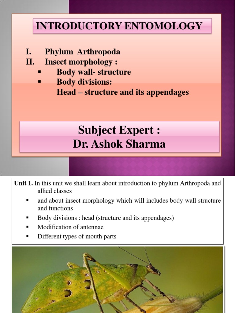 Insect Morphology and Arthropoda Overview | PDF | Insects | Arthropods
