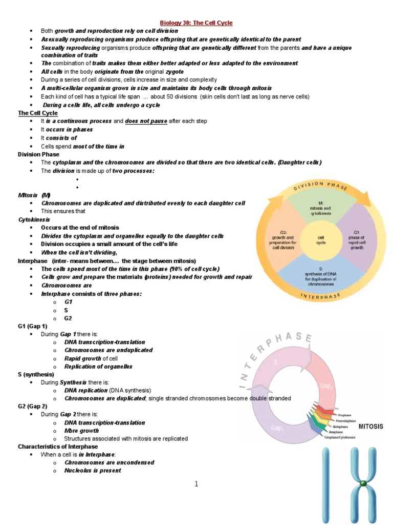 Understanding the Cell Cycle and Mitosis | PDF | Meiosis | Ploidy