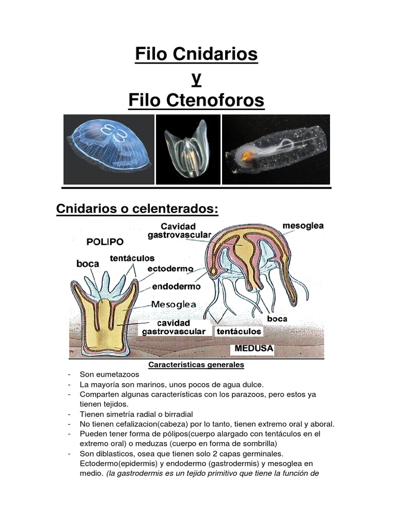 04 Cnidarios y Ctenoforos | PDF | Taxonomía Animal | Zoología
