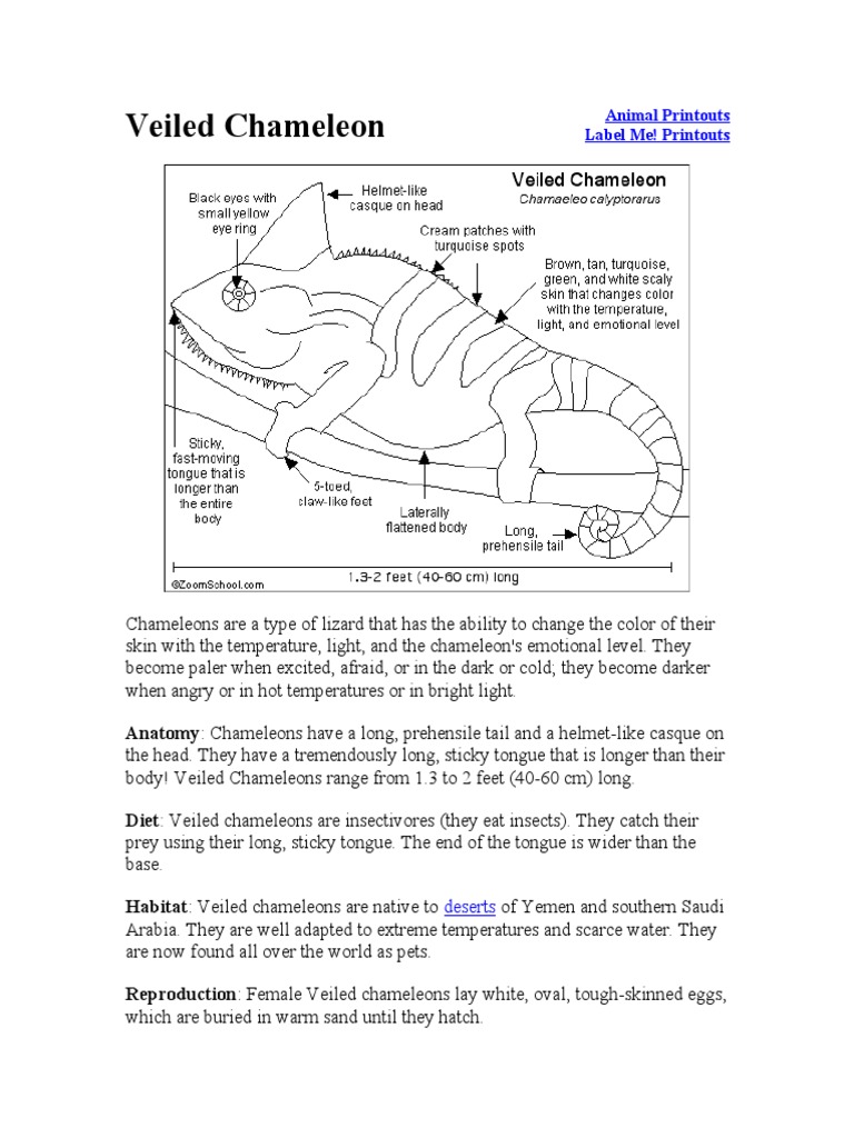 Chameleon Tongue Diagram