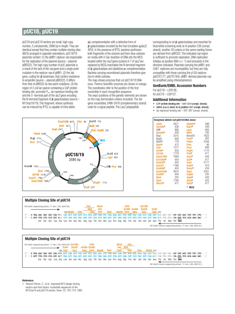 pUC18 pUC19 Map | Macromolecules | Cellular Processes