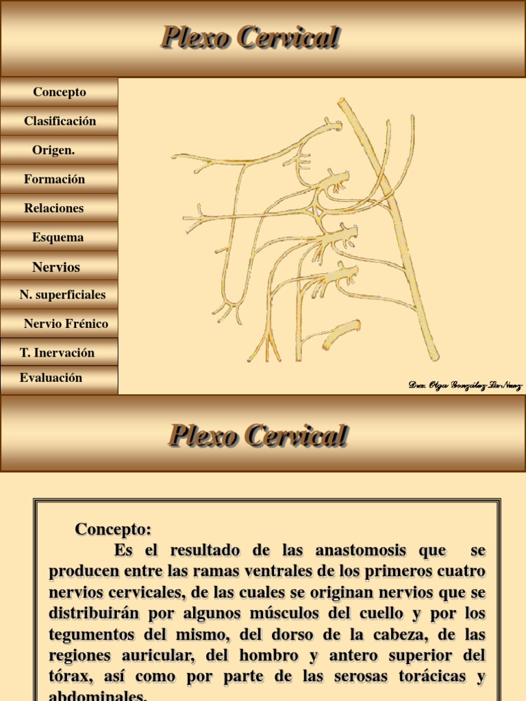 Plexo Cervical | PDF