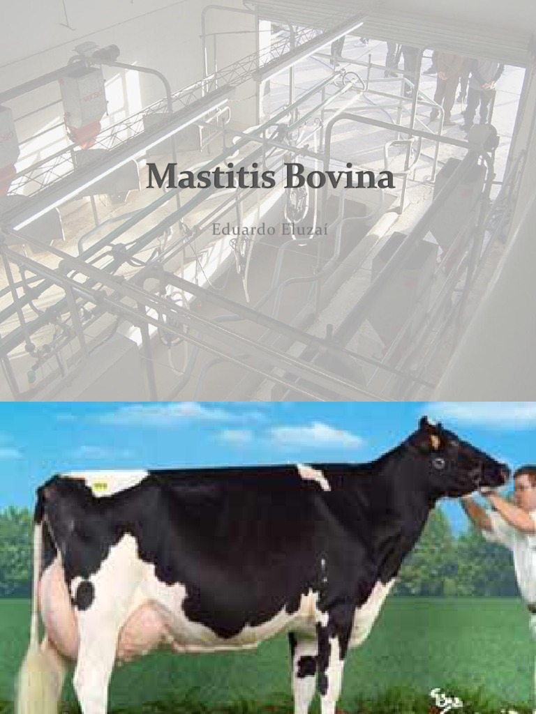 Mastitis Bovina | PDF | Microorganismo | Leche