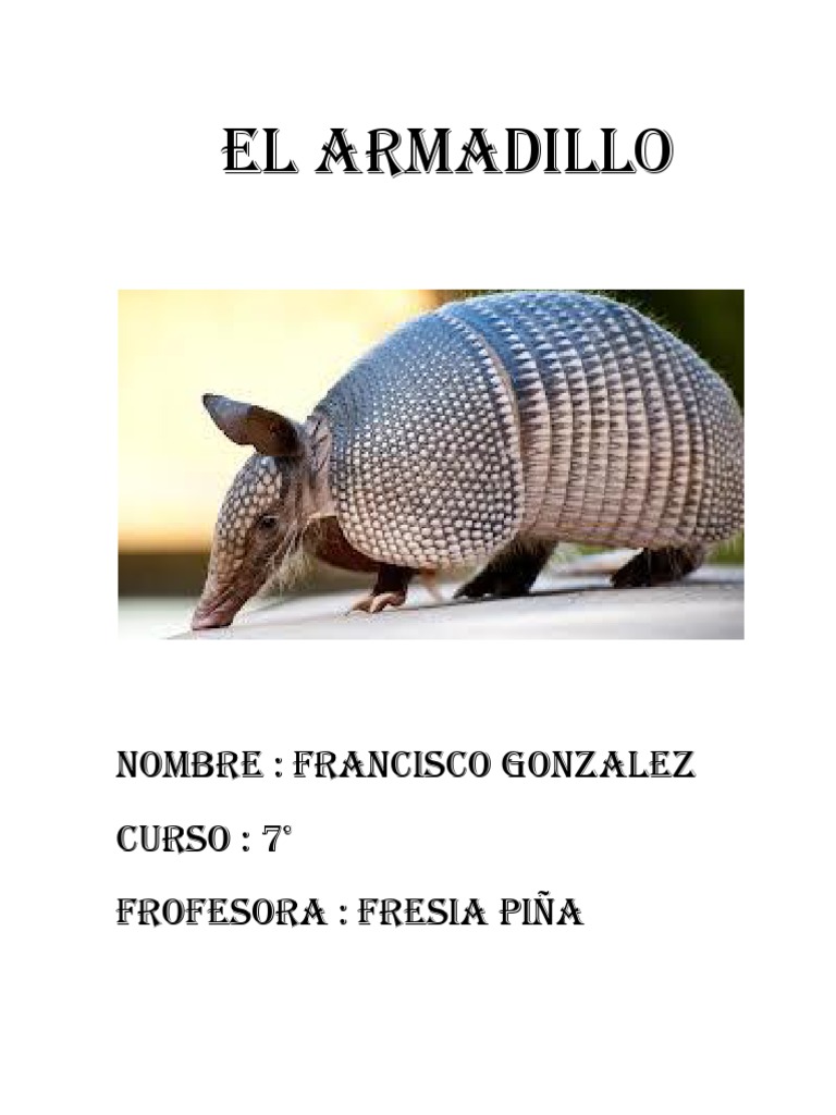 El Armadillo | PDF | Insectos | Carne