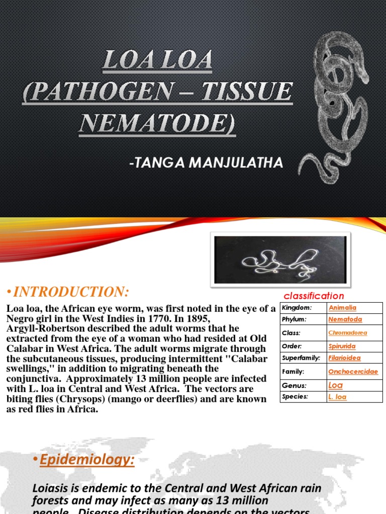 Loa loa.ppt | Medical | Medical Specialties