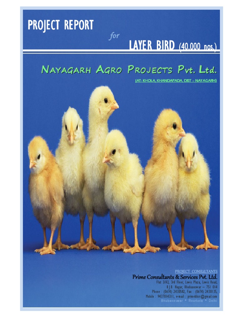 Layer Bird Project Report For 40000 Eggs Per Day | PDF | Chicken ...