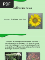 Morfología de Inflorescencias Vascuales | PDF | Botánica | Ramas de la ...