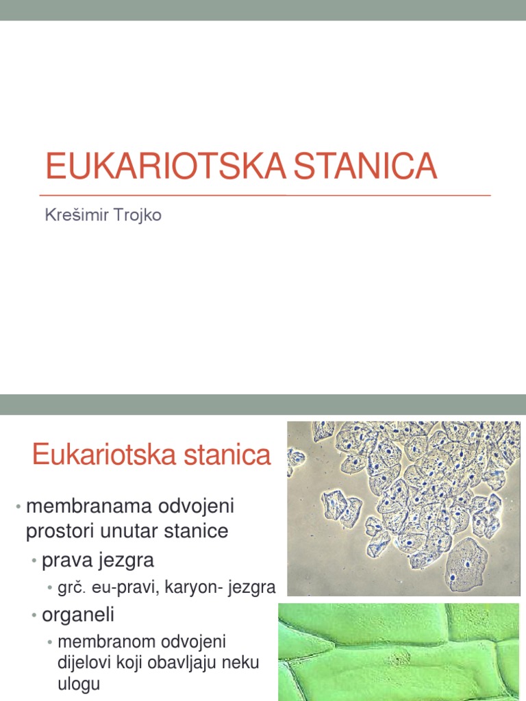 Eukariotska Stanica PDF | PDF