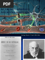Estructura y Función de la Neurona | PDF | Neurona | Axon