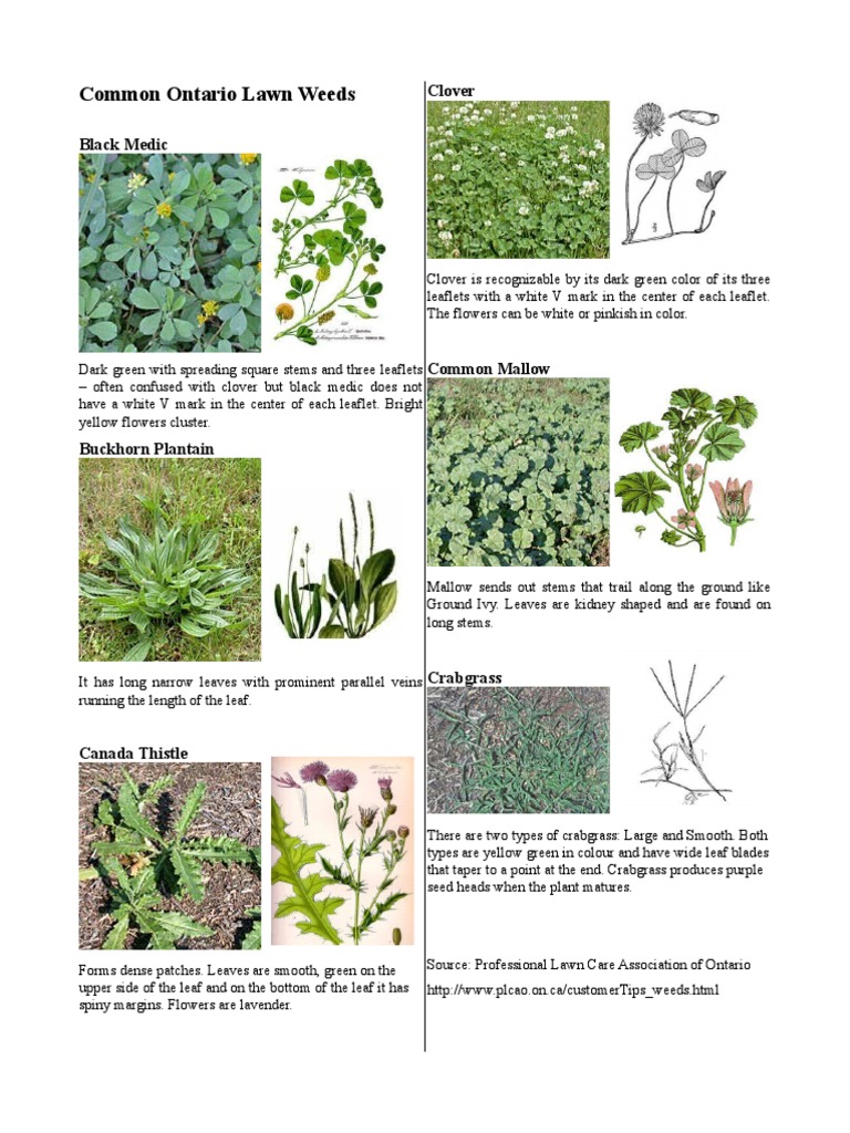 Ontario Lawn Weed Identification | PDF | Garden Plants | Flowers