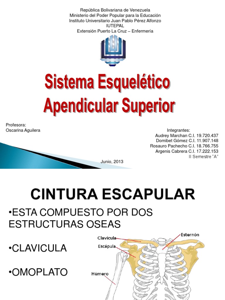 Diapositivas Iutepal | PDF | Articulación | Articulaciones