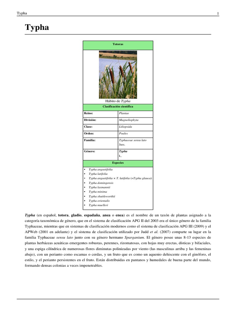 Características y especies de Typha | PDF | Morfología Vegetal | Cultivos