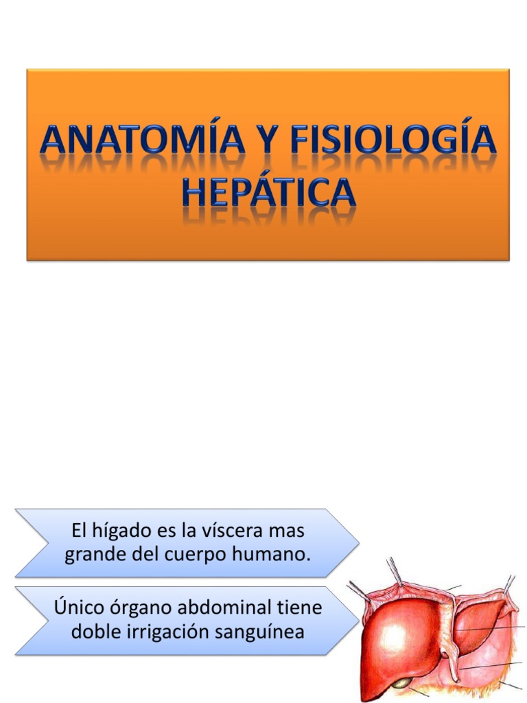 Anatomía y Fisiología Hepatica | PDF | Hepatitis | Hígado