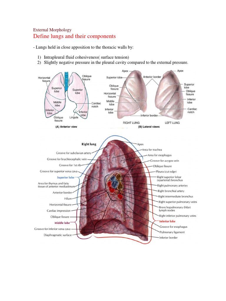 Lung Anatomy | Lung | Respiratory Tract