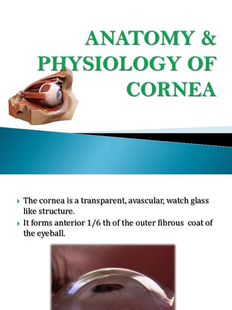 Cornea .....pptx | Cornea | Epithelium