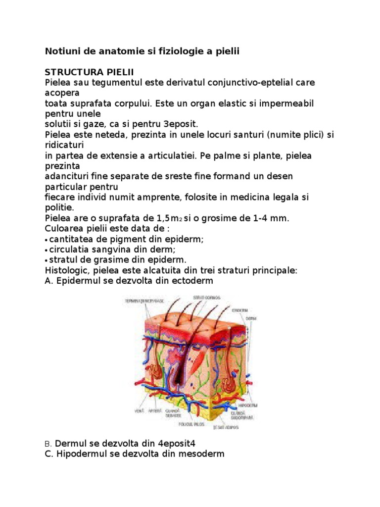 Structura pielii.doc