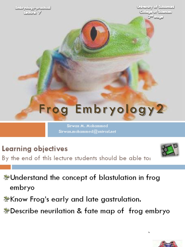 Frog Embryo PDF | PDF | Reproduction | Zoology