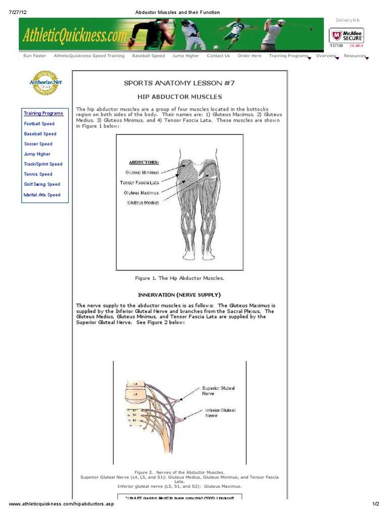 Abductor Muscles and Their Function | PDF | Human Anatomy | Lower Limb ...