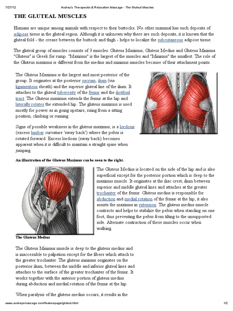 Anatomy and Function of Gluteal Muscles | PDF | Wellness