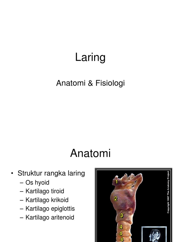 Anatomi dan Fisiologi Laring | PDF | Sains & Matematika