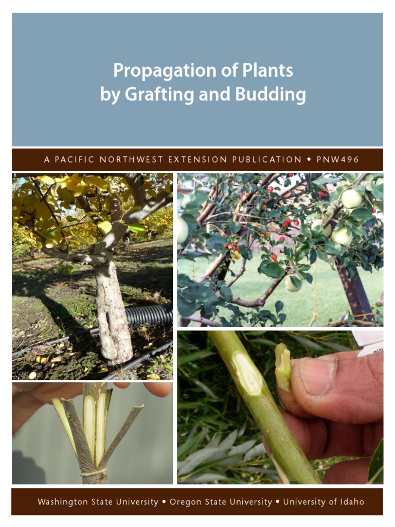 Propagation of Plants by Grafting and Budding PDF | PDF | Grafting | Trees