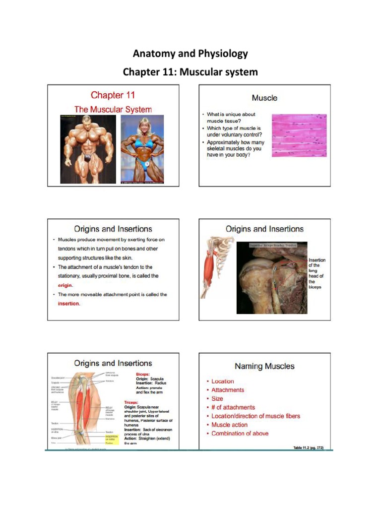 Anatomy and Physiology Notes For Exam 3 | PDF | Muscle Contraction ...