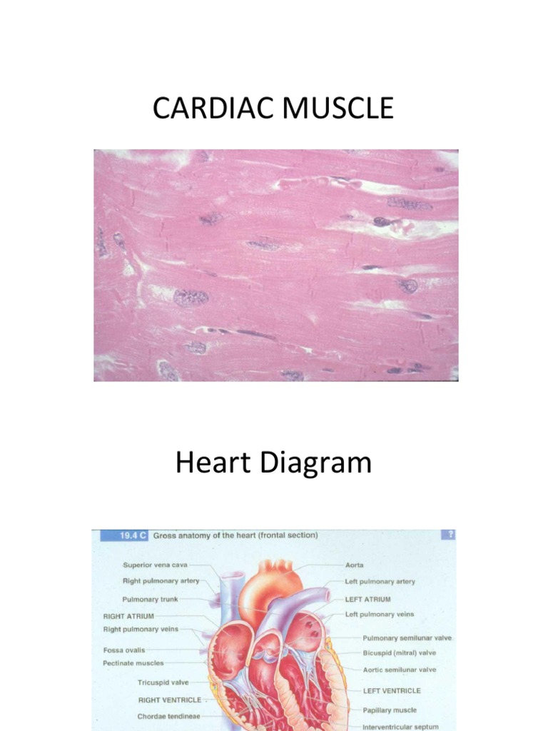 CARDIAC MUSCLE.ppt | Cardiac Muscle | Muscle Contraction