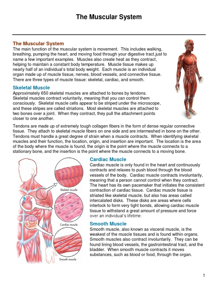 Sistema Muscular Pdf